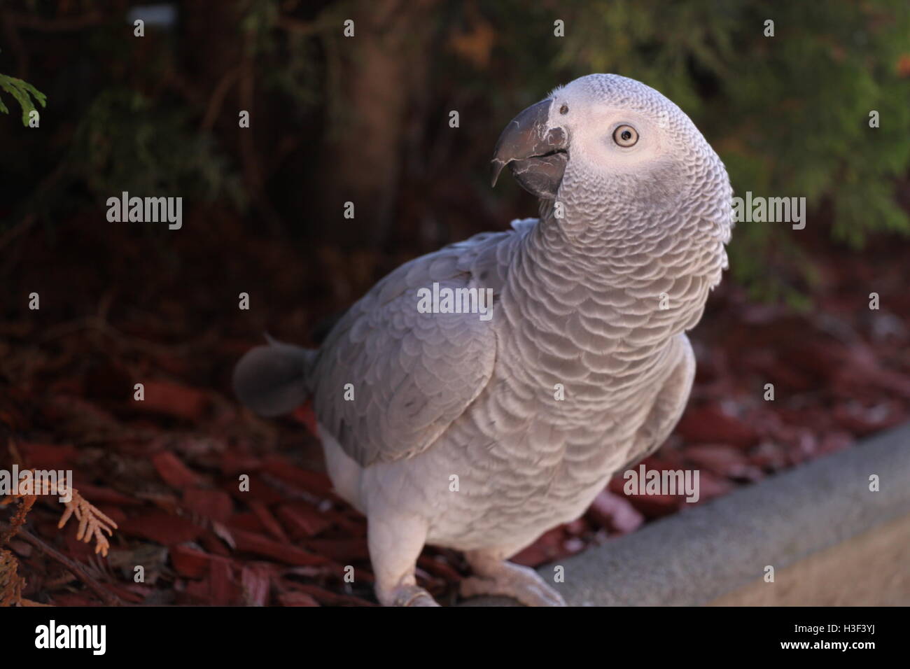 African gray parrot looks confused Stock Photo - Alamy