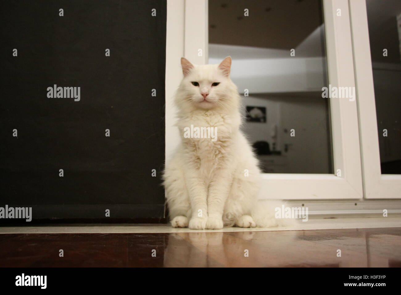 Cat stands hi-res stock photography and images - Alamy