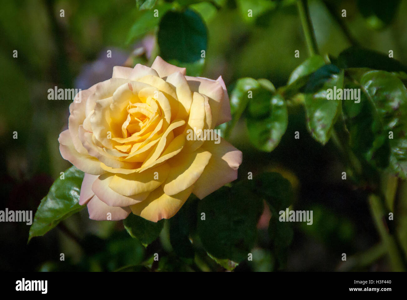 Light pinkish hi-res stock photography and images - Alamy