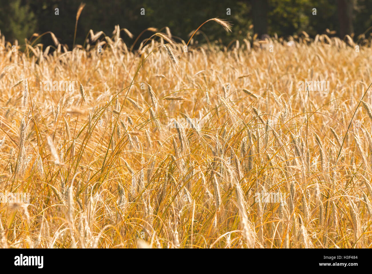 Rye in field hi-res stock photography and images - Alamy