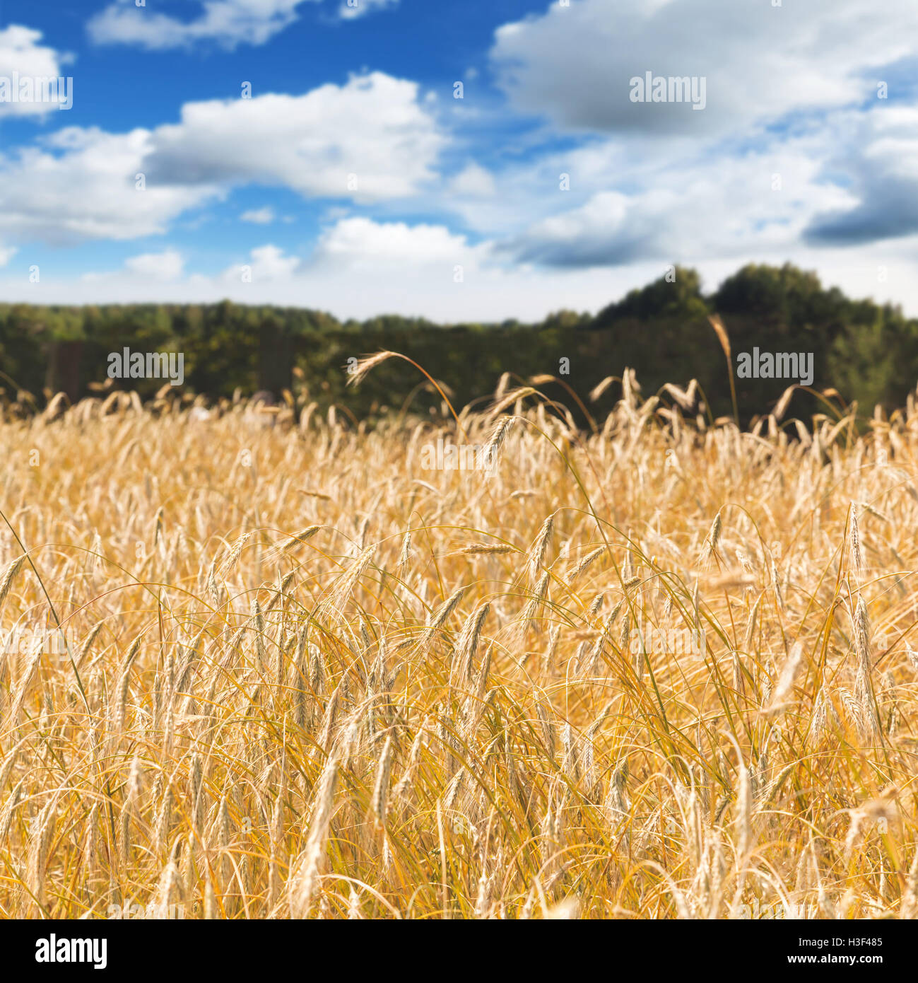 Golden field of rye under cloudy sky in summer day Stock Photo - Alamy
