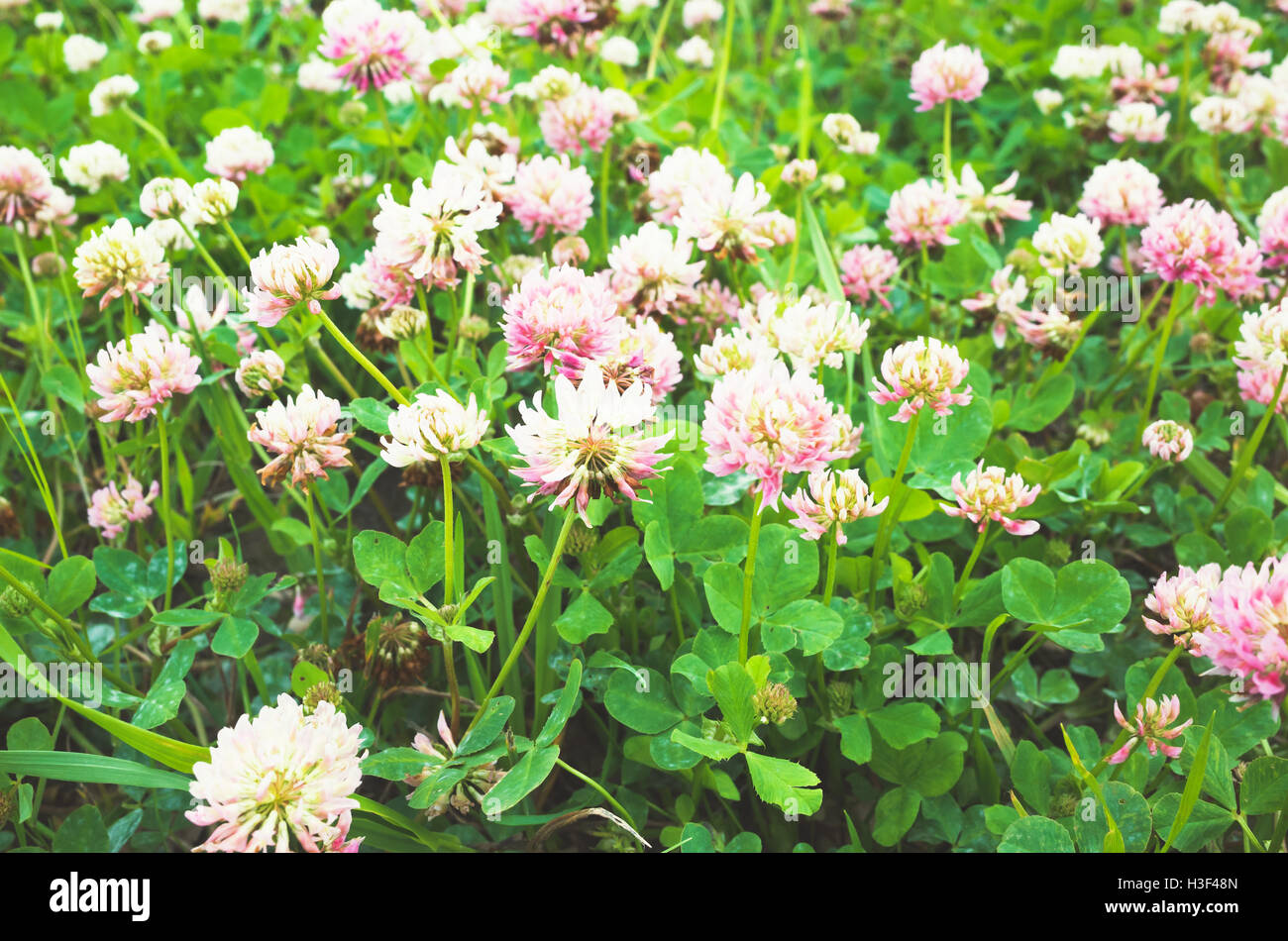 Garden red clover lawn hi-res stock photography and images - Alamy