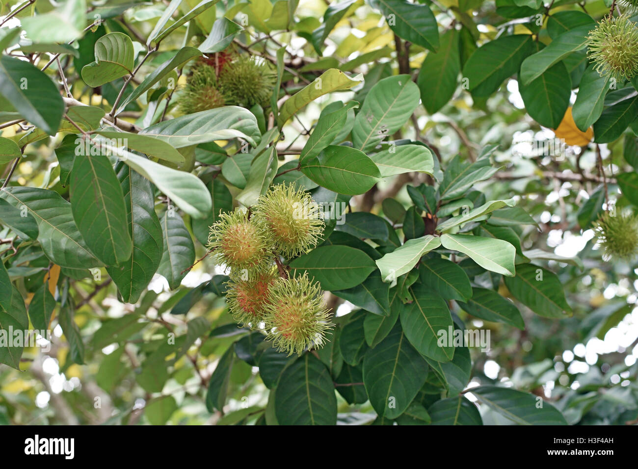 rambutan fruit on tree in organic farm Stock Photo - Alamy