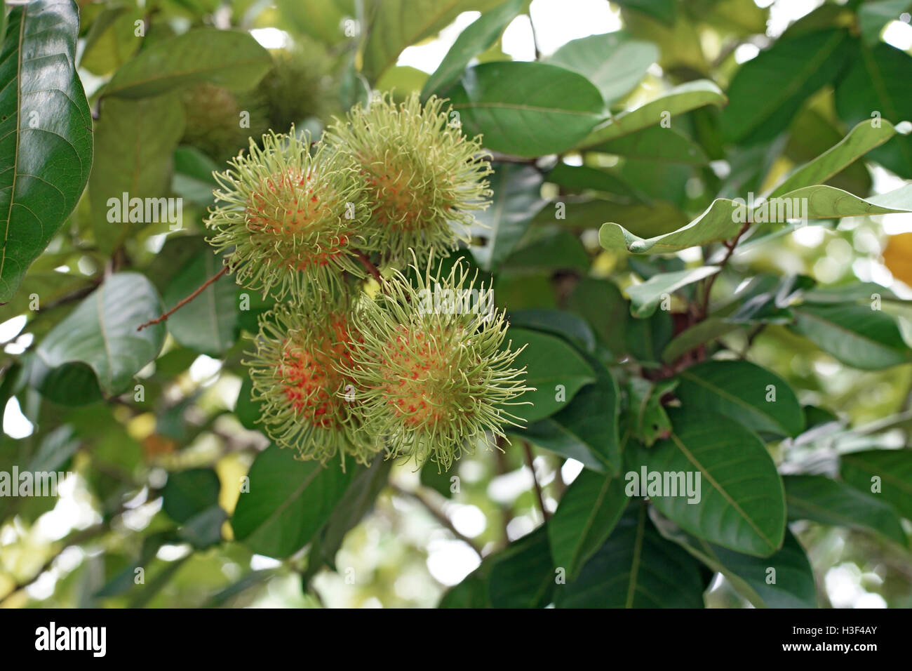 rambutan fruit on tree in organic farm Stock Photo - Alamy