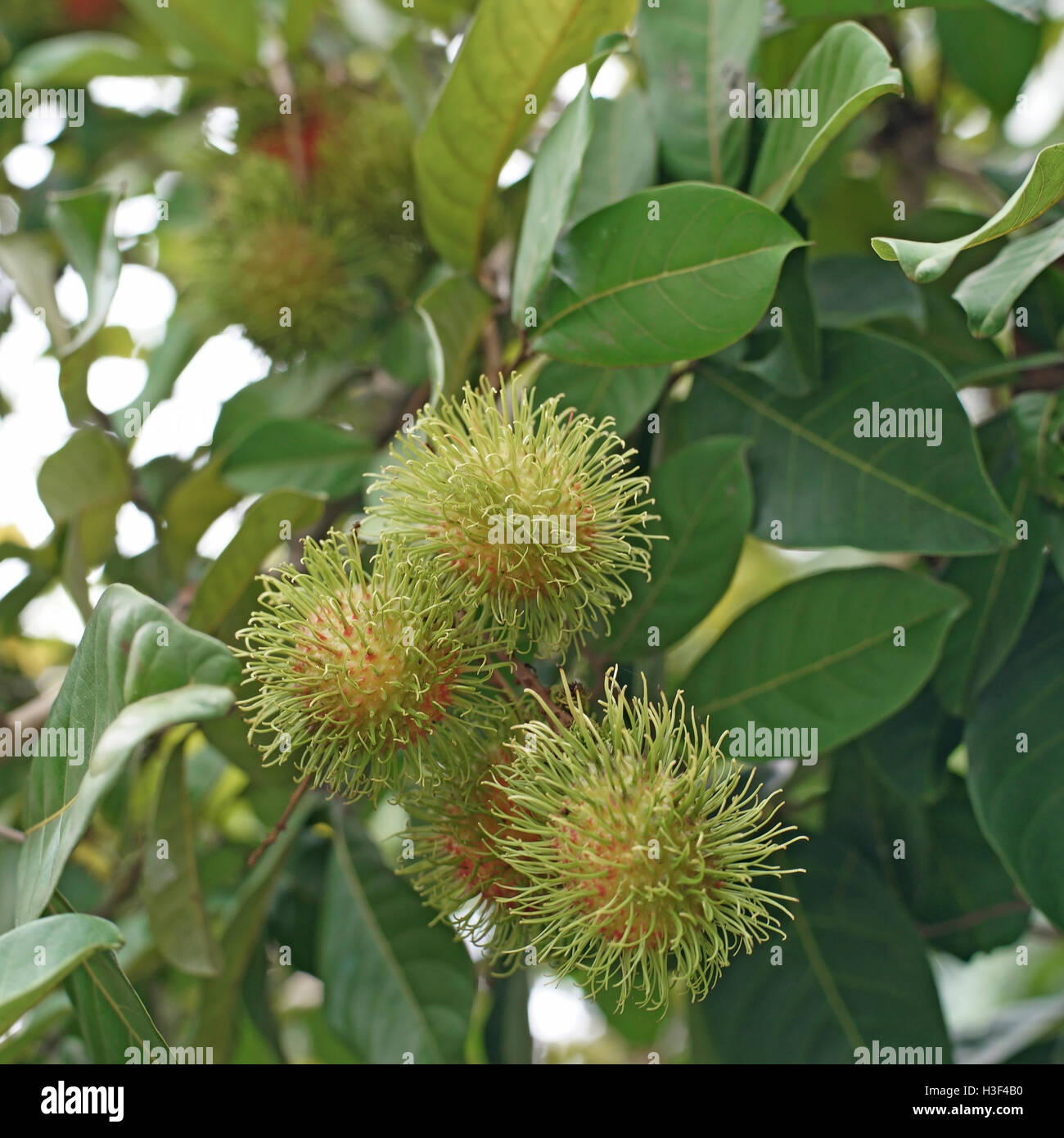 rambutan fruit on tree in organic farm Stock Photo - Alamy