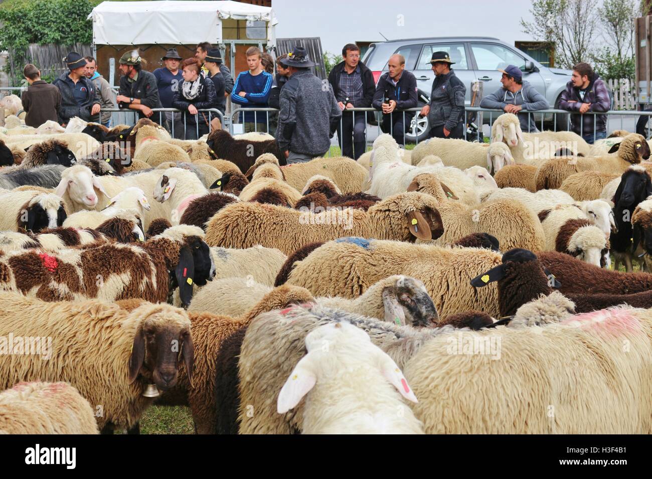 Many sheep, just returned from the mountain pasture, and village ...