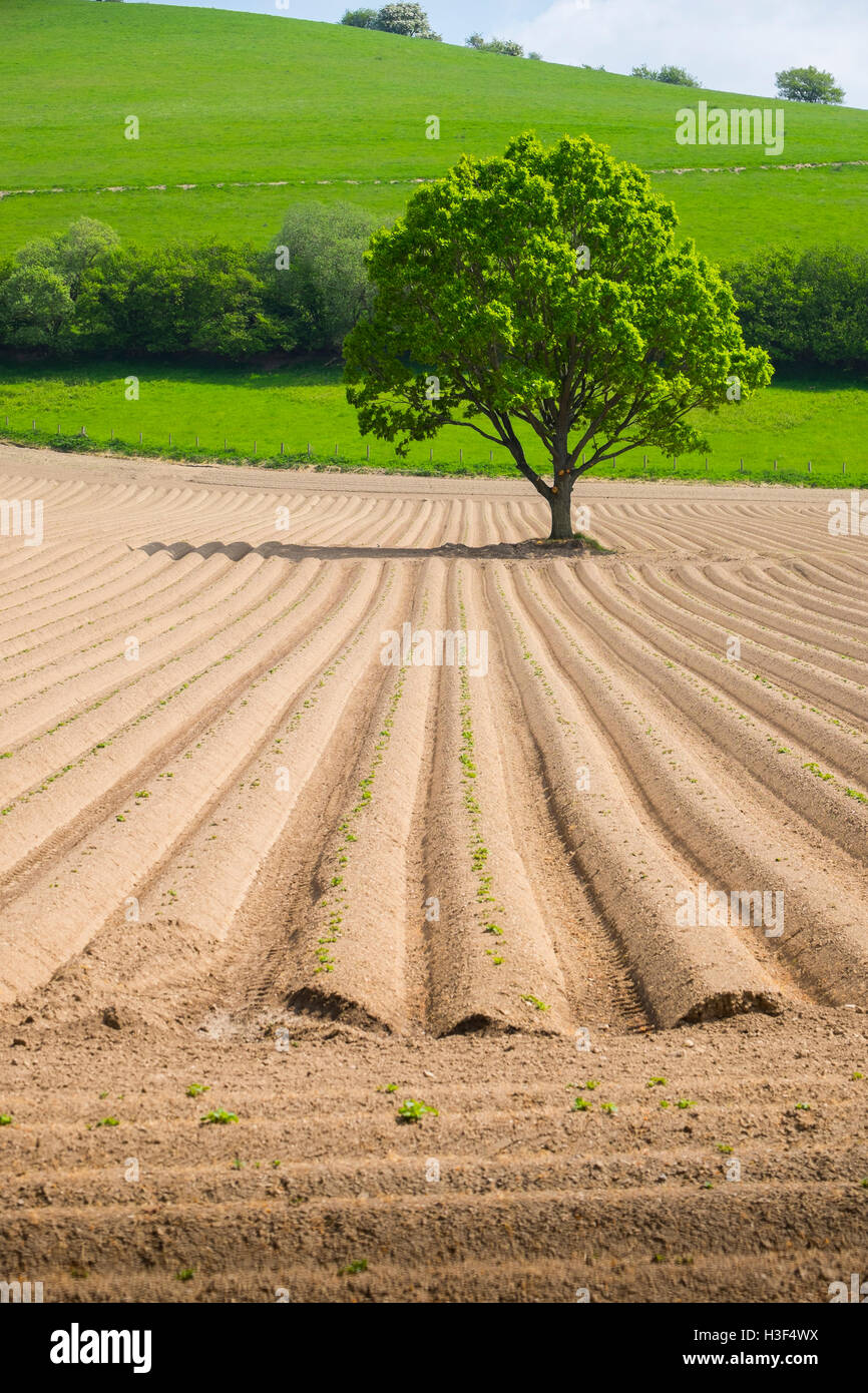 A tree in ploughed field at Clungunford, Shropshire, England, UK Stock ...