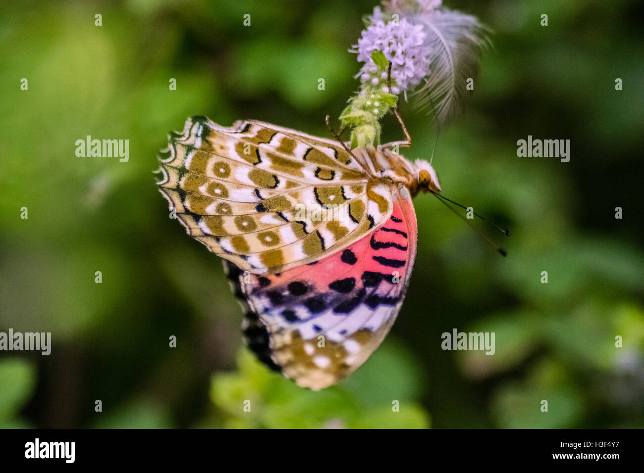 Leopard Lacewing Butterfly The Leopard Lacewing (Cethosia cyane) is a ...