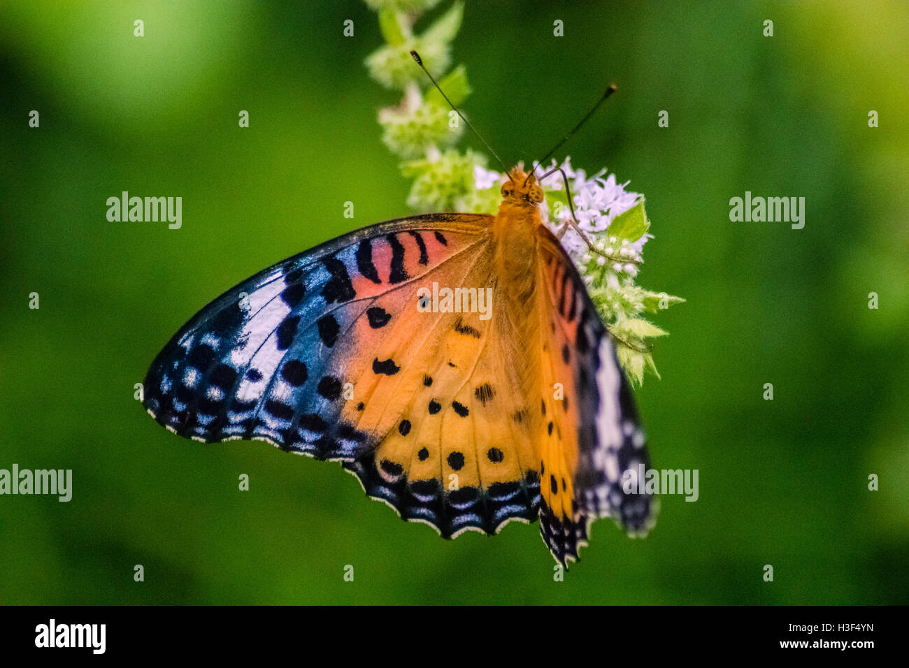 Leopard Lacewing Butterfly The Leopard Lacewing (Cethosia cyane) is a ...