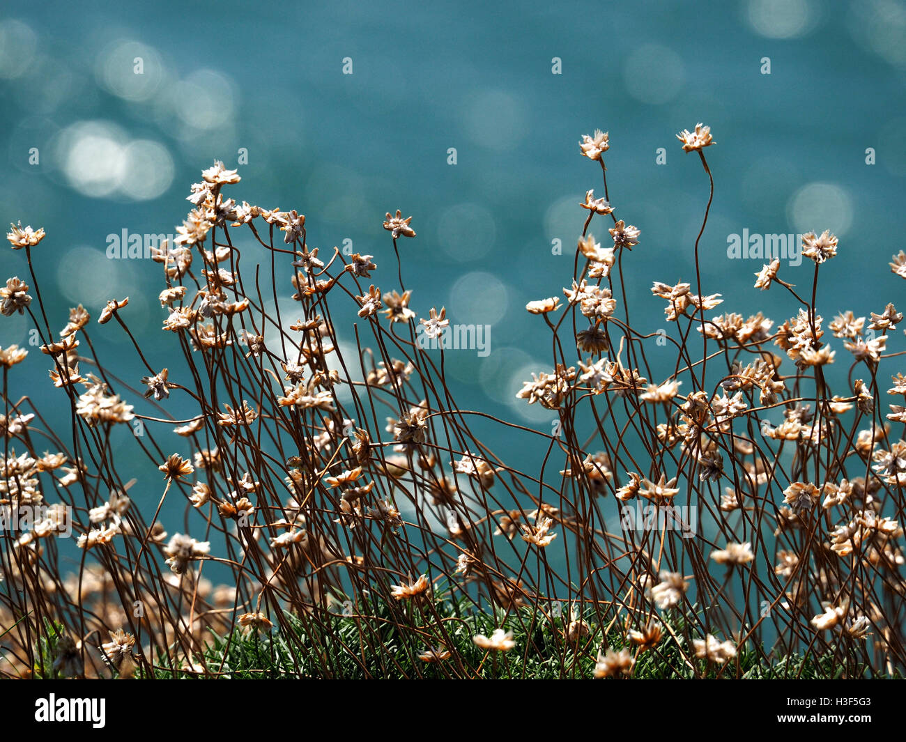 bleached pink & white sea thrift leaning with the prevailing wind on ...