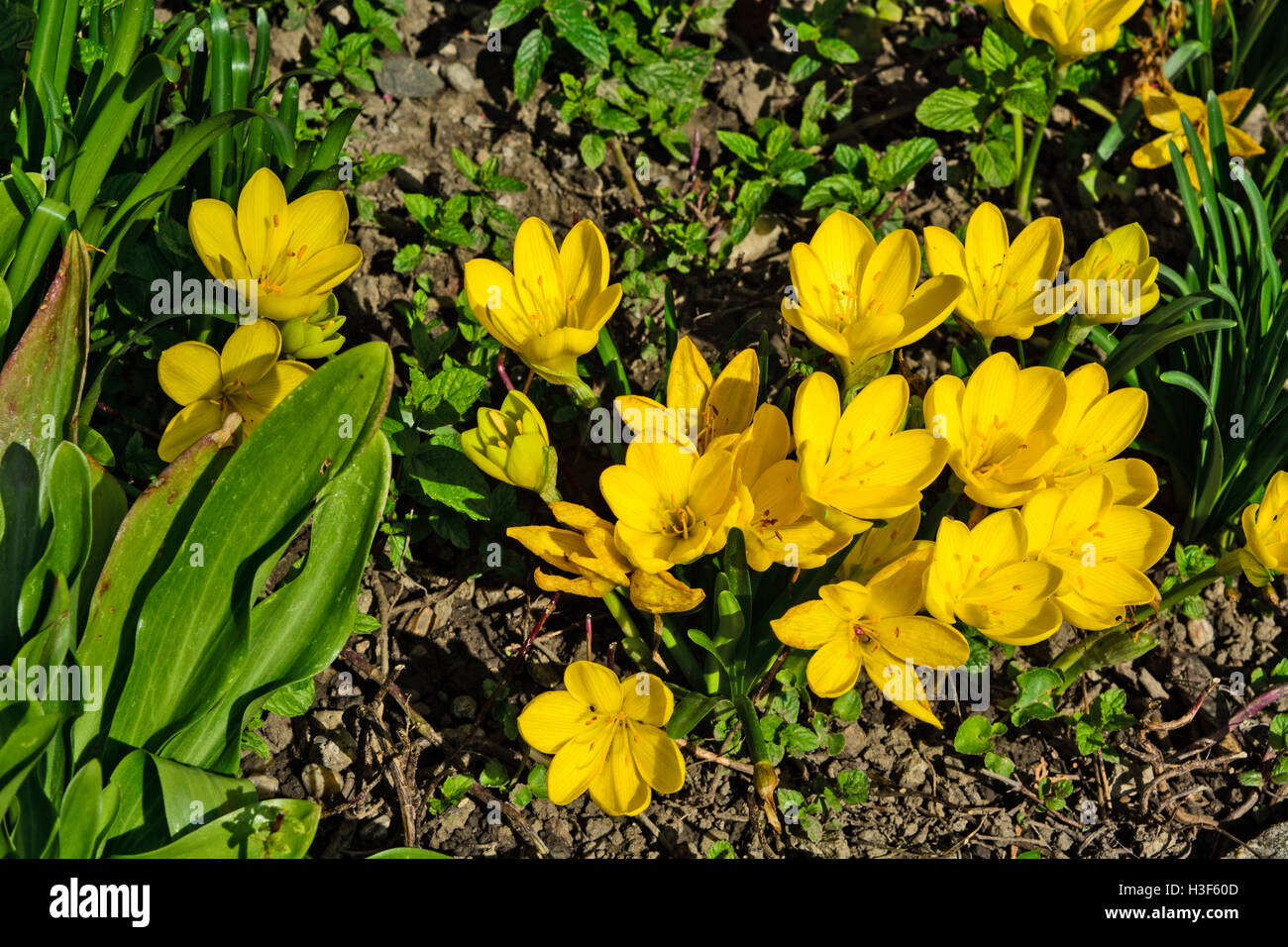 A beautiful bouquet of yellow saffron in autumn garden Stock Photo - Alamy