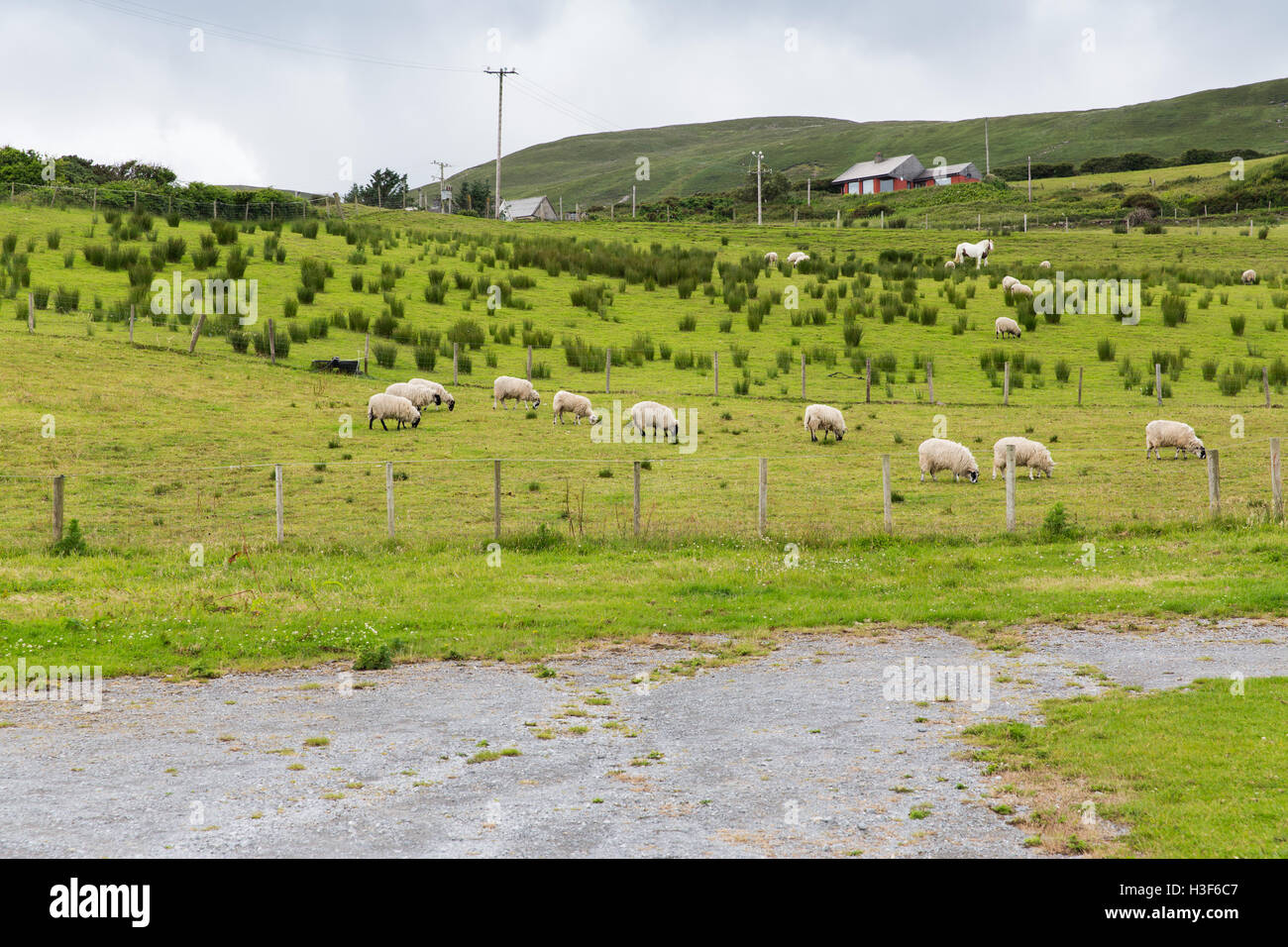 Sheep farming terrain hi-res stock photography and images - Alamy