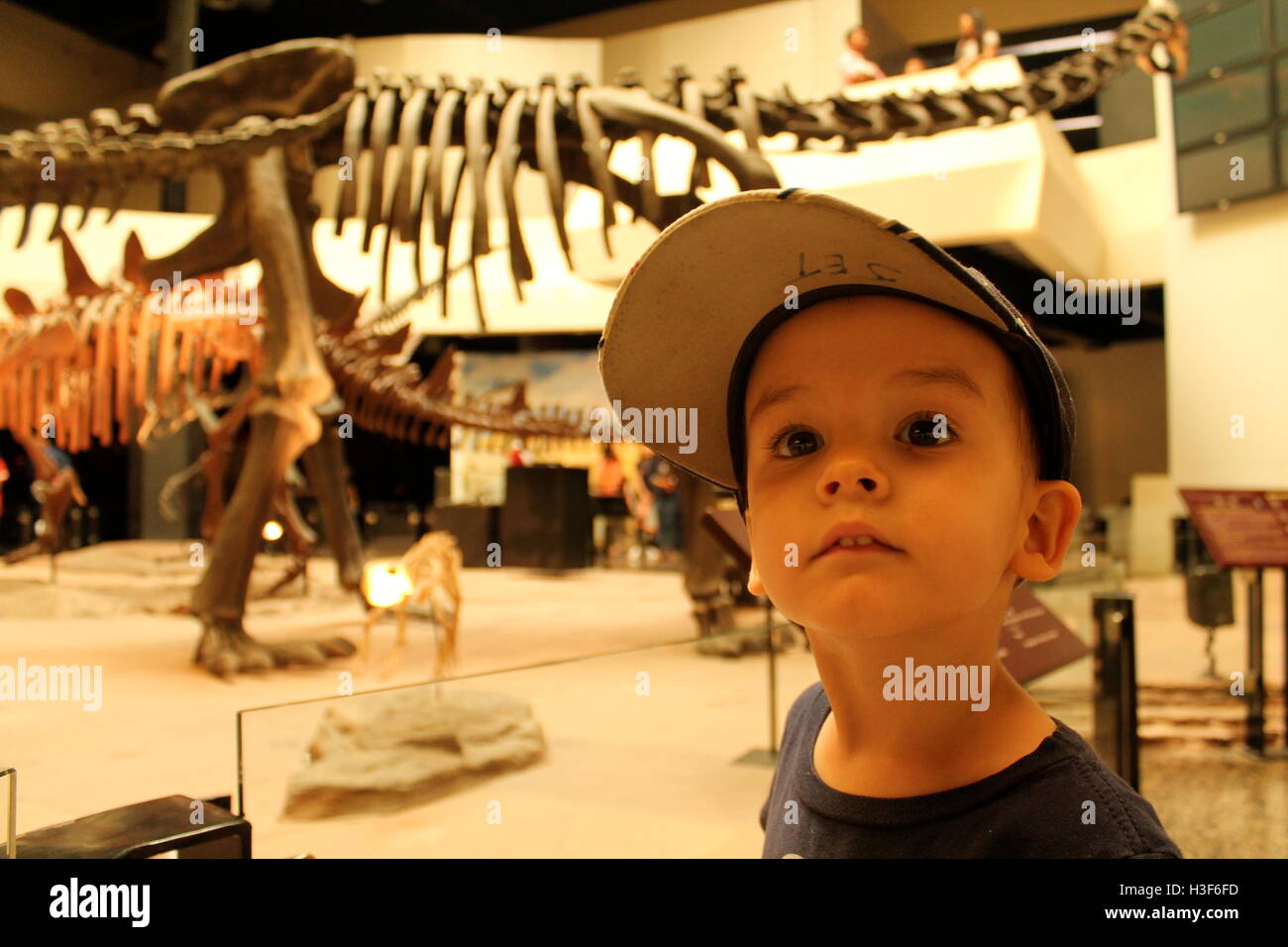 Child dinosaur museum hi-res stock photography and images - Alamy