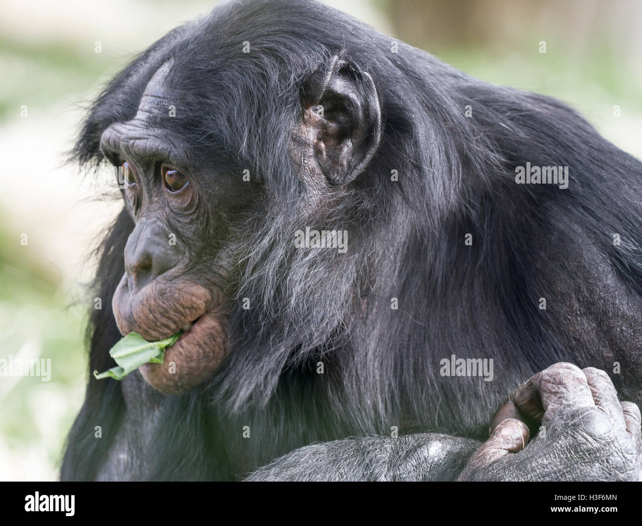 Protected ape hi-res stock photography and images - Alamy