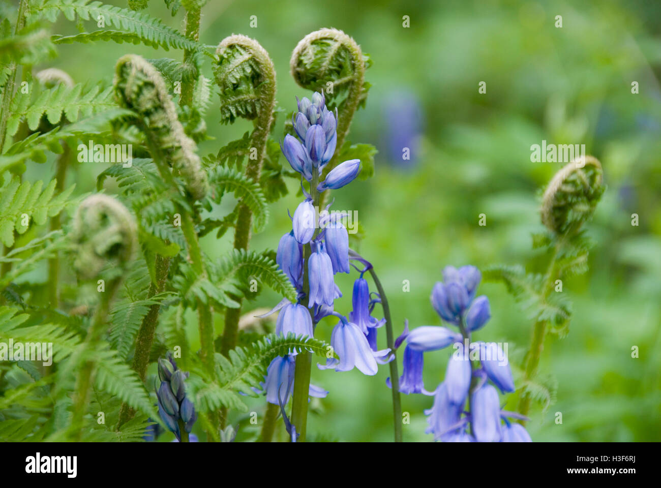 Curled tips hi-res stock photography and images - Alamy