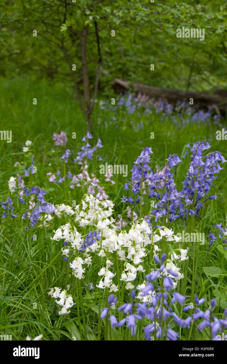 Blue bell park hi-res stock photography and images - Alamy