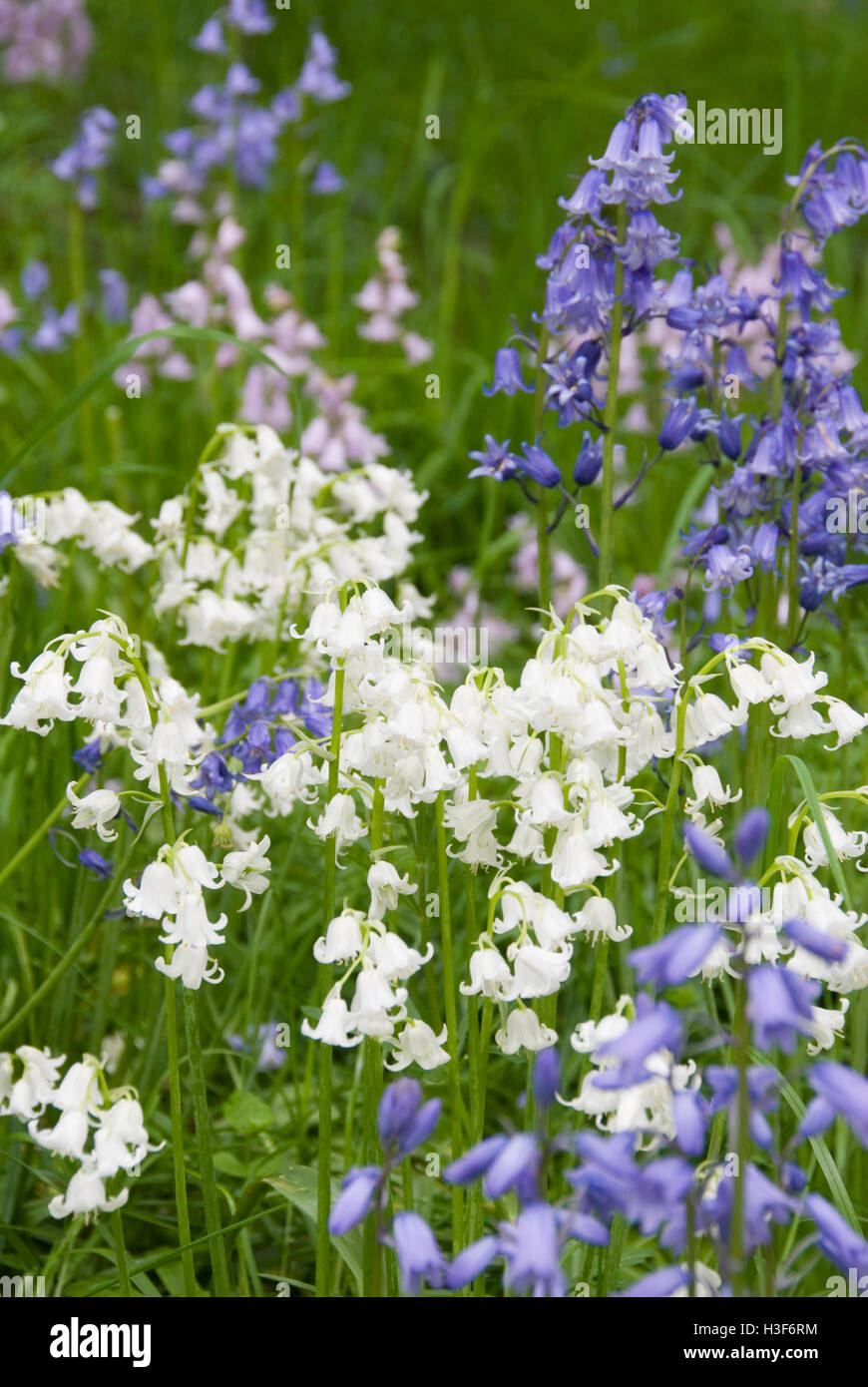Beautiful spring bluebell flowers in bloom, Meersbrook Park, Sheffield ...