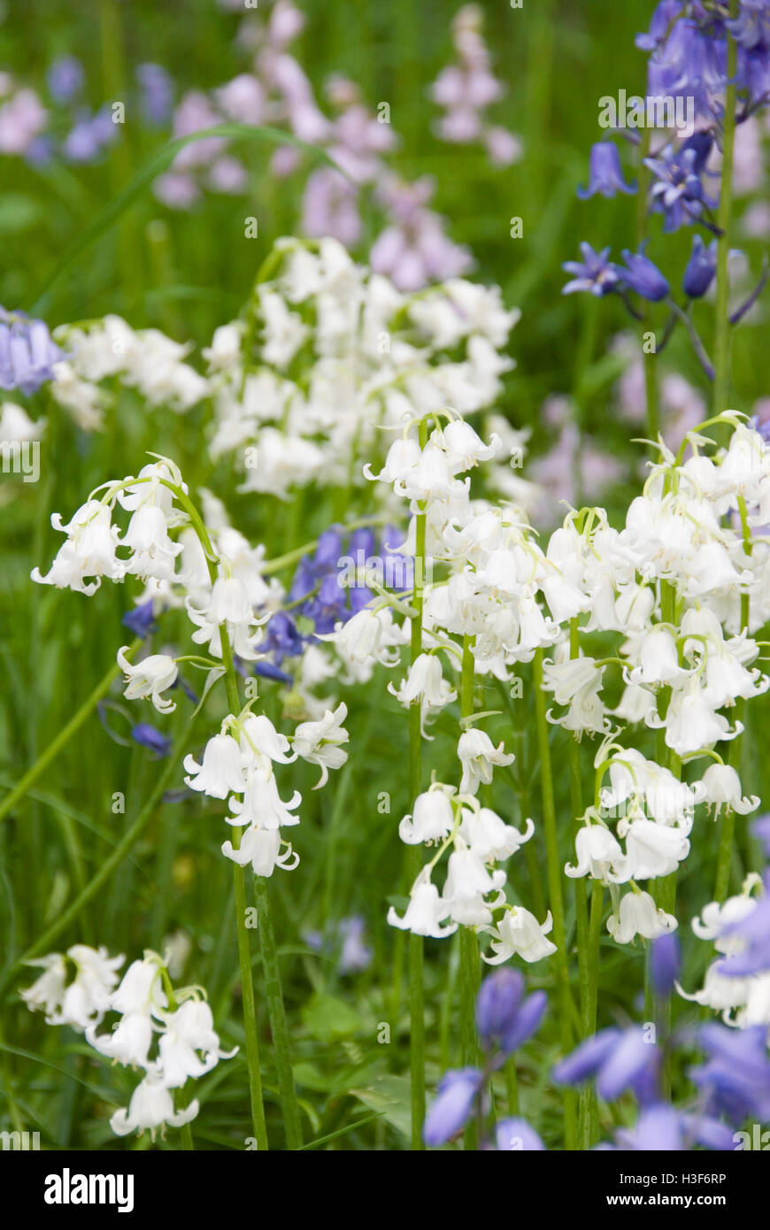 Beautiful spring bluebell flowers in bloom, Meersbrook Park, Sheffield ...