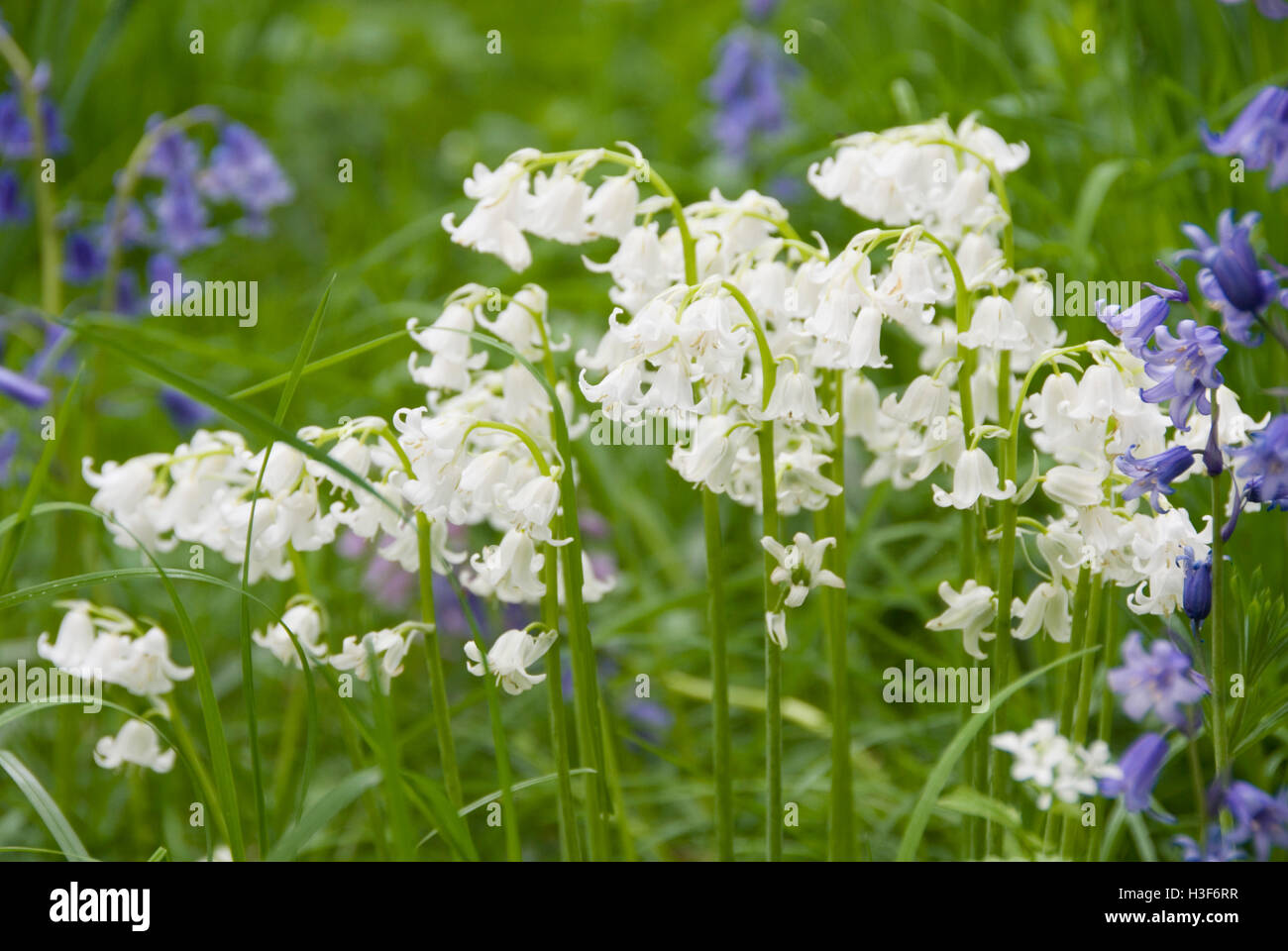 Beautiful spring bluebell flowers in bloom, Meersbrook Park, Sheffield ...