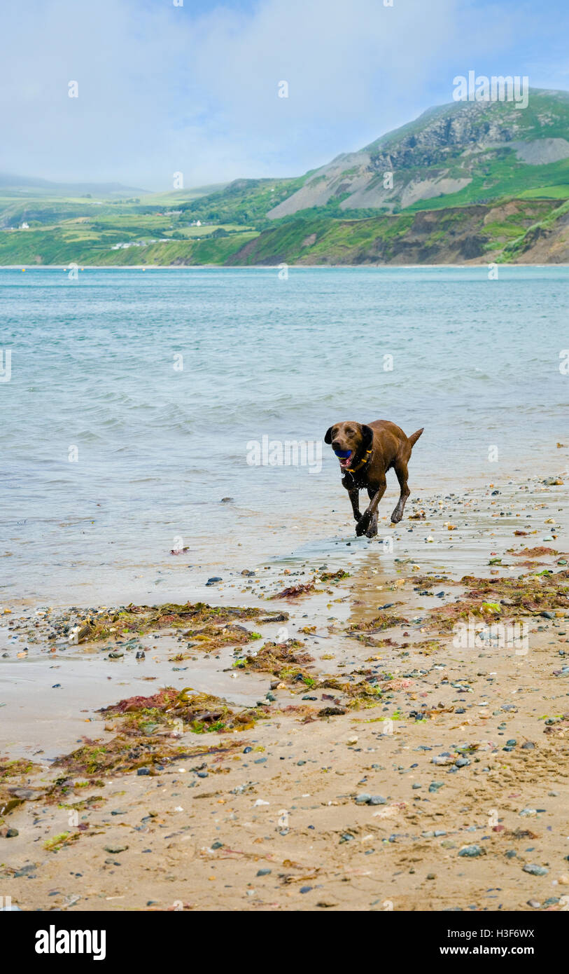 Labrador running beach hi-res stock photography and images - Alamy