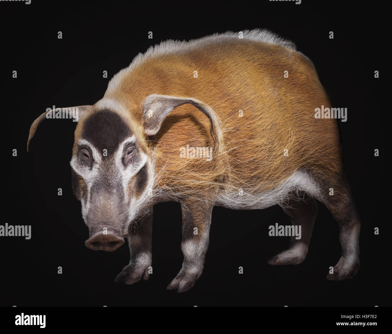 The bush pig artwork Stock Photo - Alamy