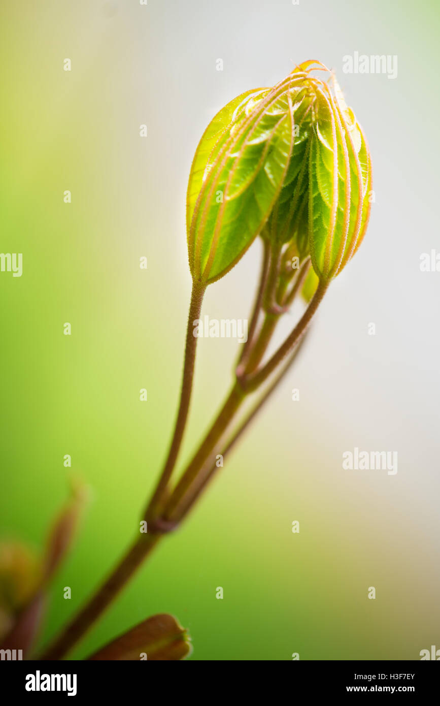 Green plant bud Stock Photo - Alamy