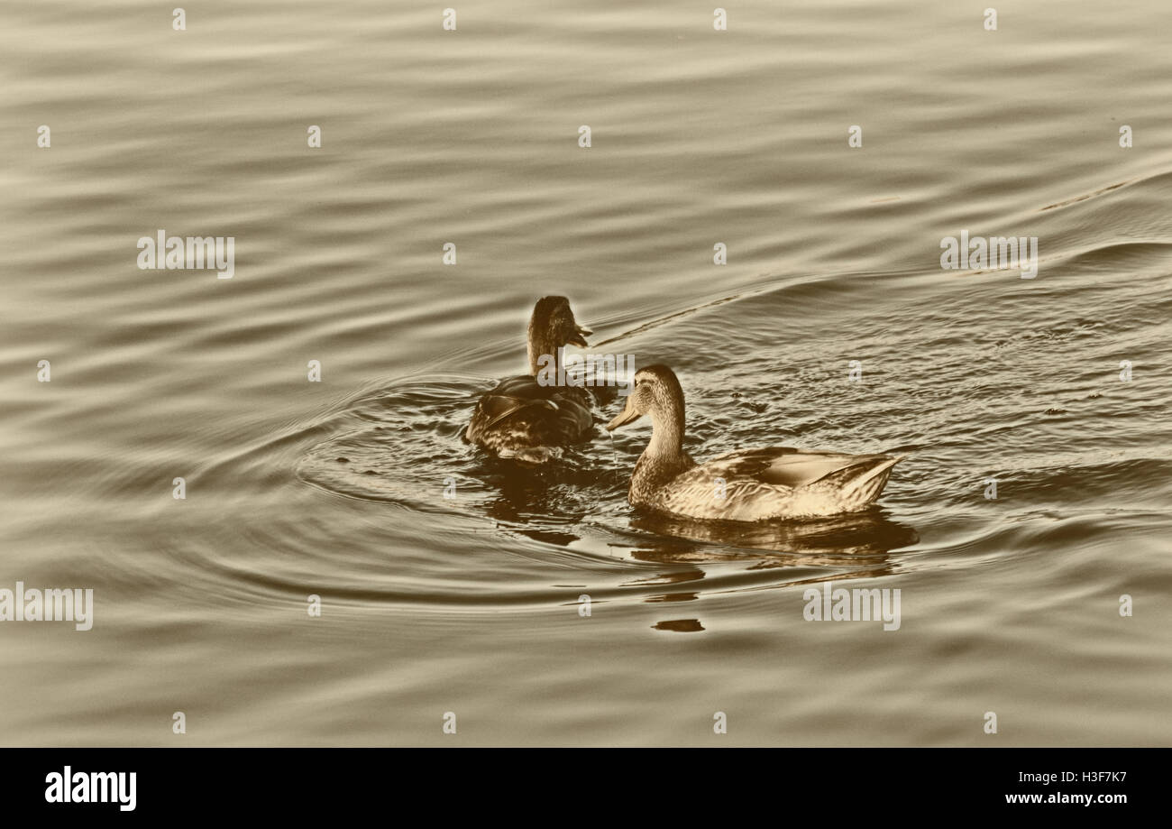 Young ducks slowly floating hi-res stock photography and images - Alamy