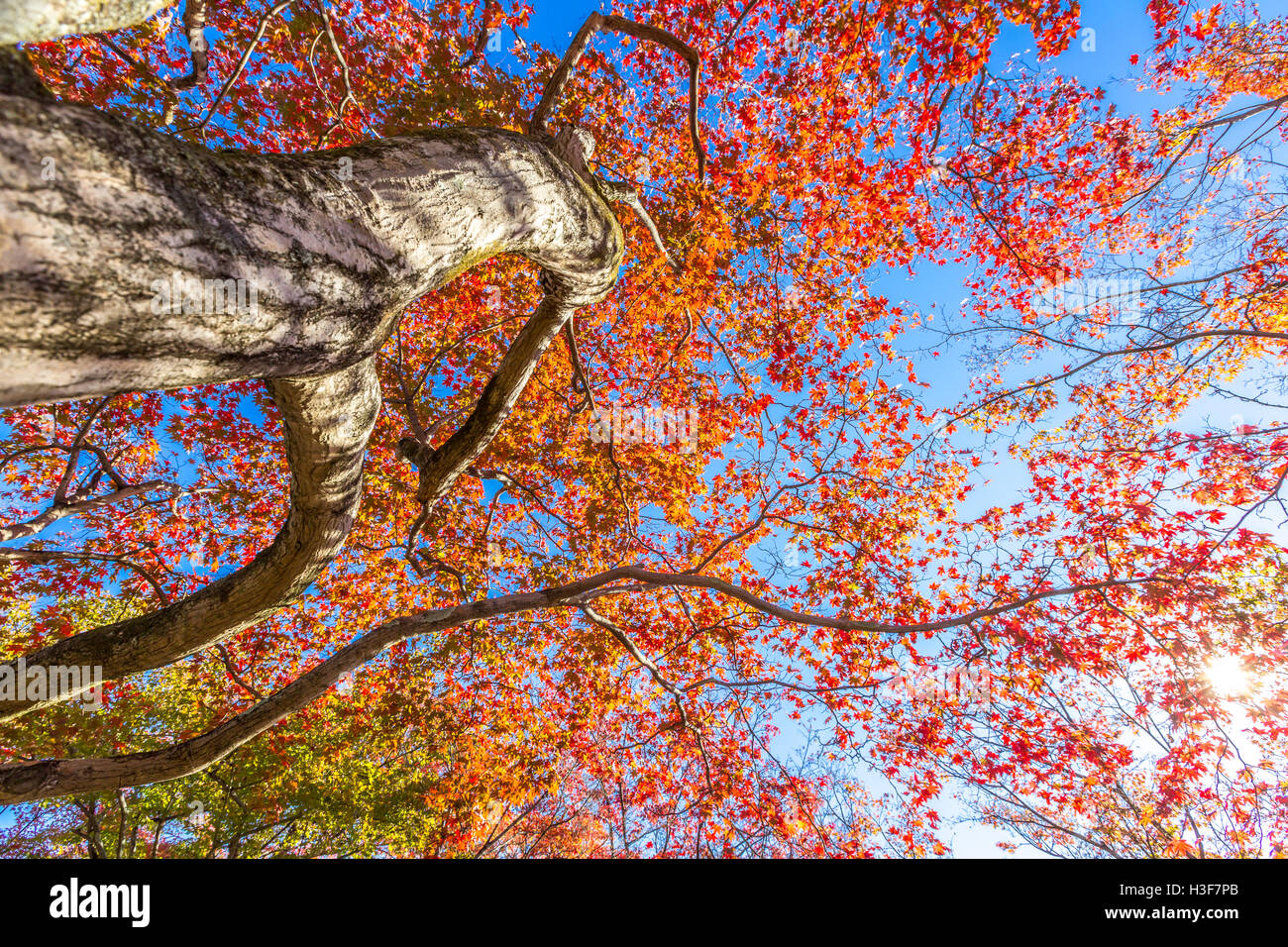 autumn leaves Yellow, orange and red in beautiful fall park Stock Photo ...