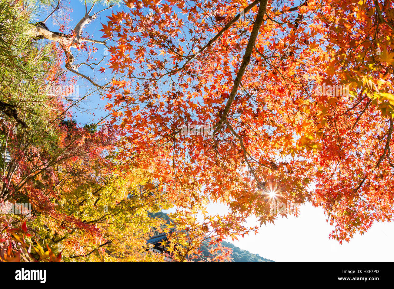 autumn leaves Yellow, orange and red in beautiful fall park Stock Photo ...