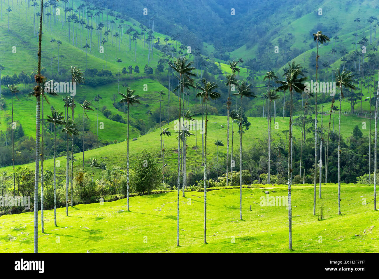 Landscape of wax palm trees in Cocora Valley near Salento, Colombia ...