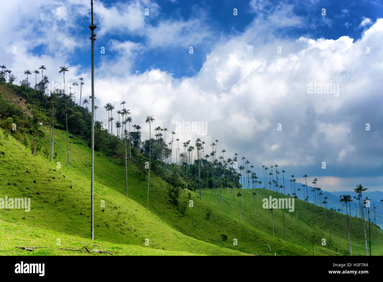 Wax palm trees on a hill in Cocora Valley near Salento, Colombia Stock ...