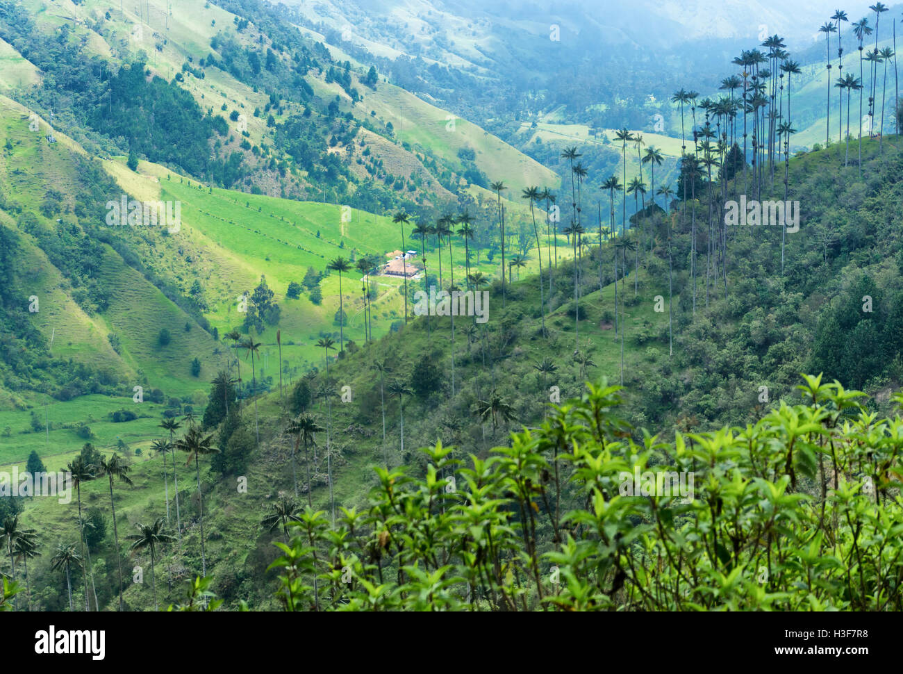 Landscape of wax palm trees in Cocora Valley near Salento, Colombia ...