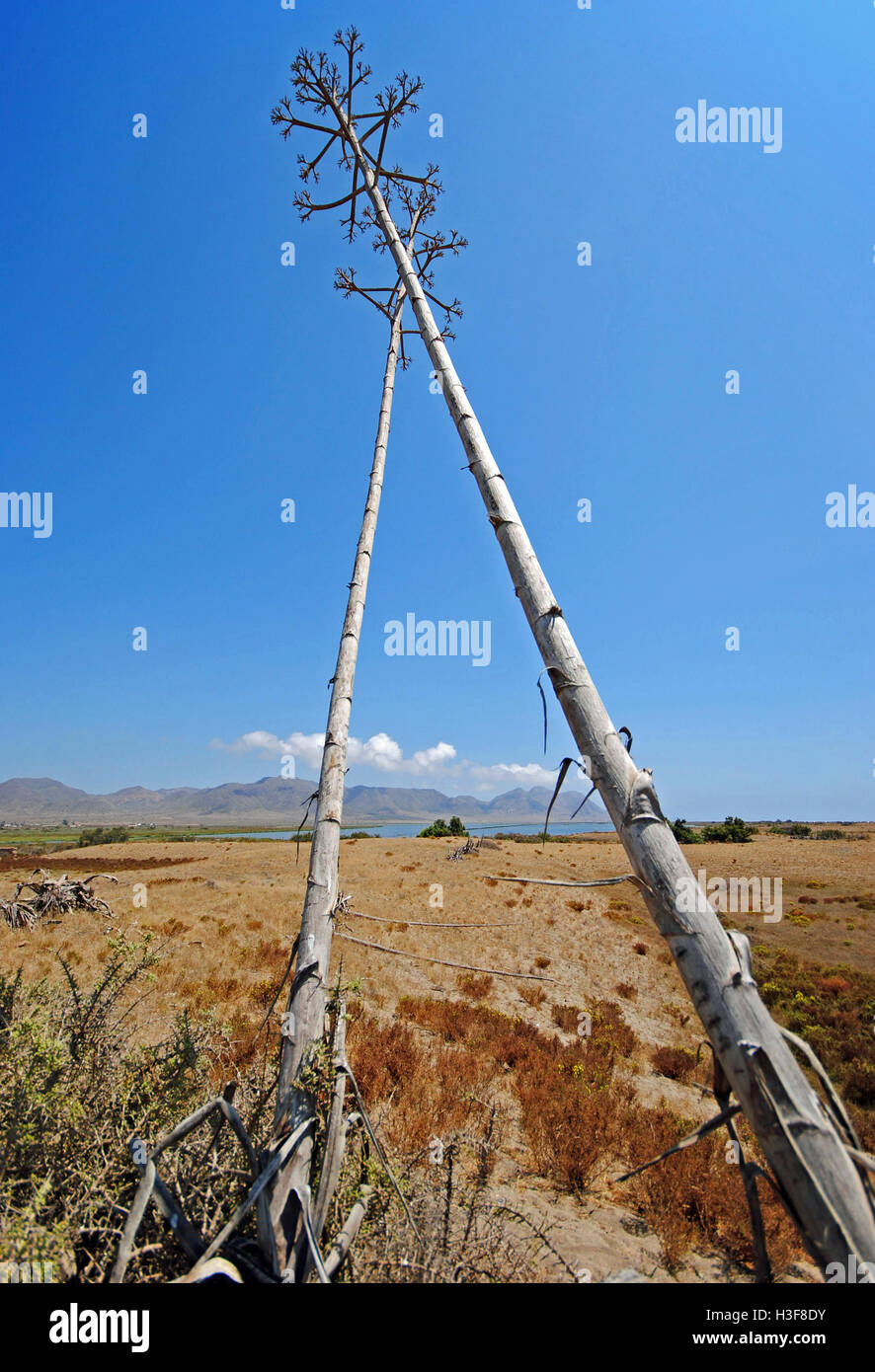 Agave Americana, Cabo de Gata-Nijar Natural Park, Andalusia, Spain ...