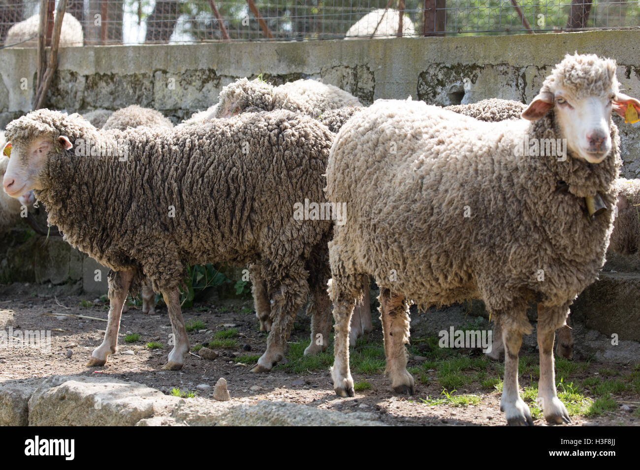 Lambs in country in Basilicata,Italy Stock Photo - Alamy