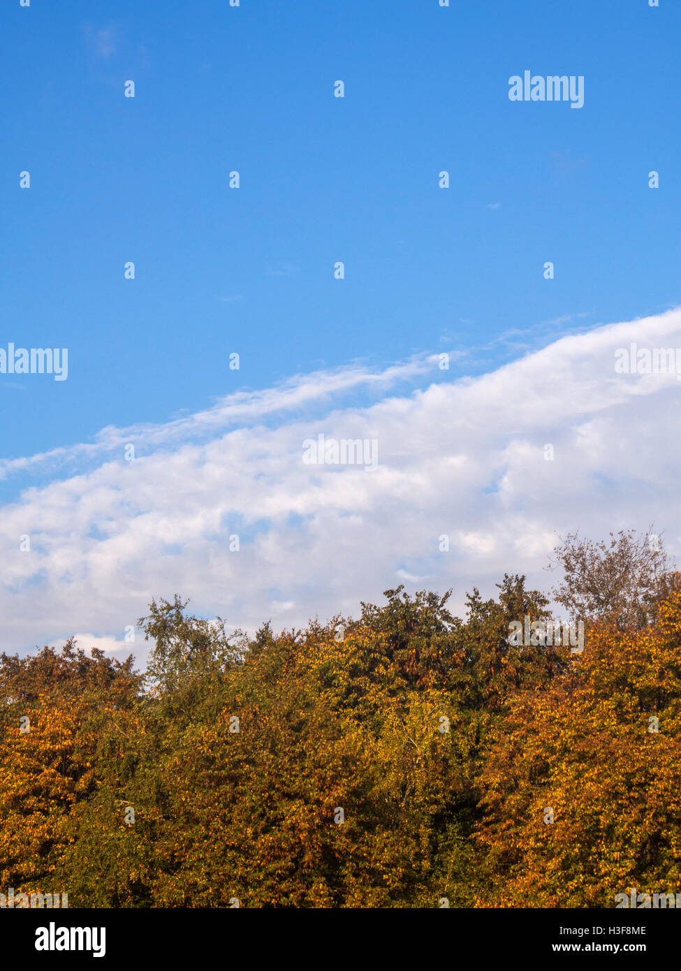 Bright autumn branches of tree on sky background with clouds Stock ...