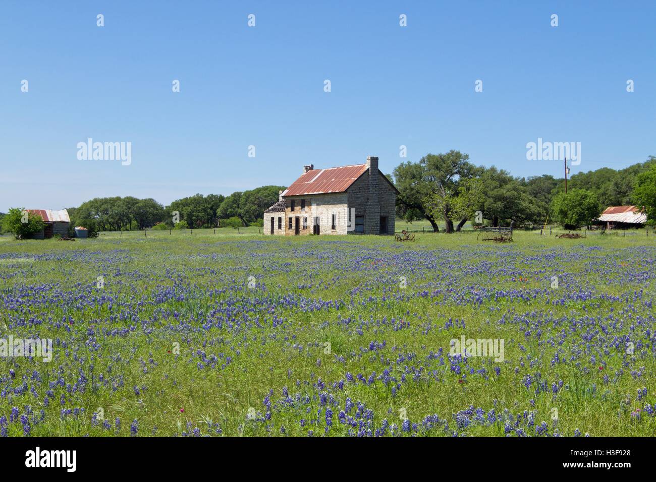 The Blue Bonnet Farm Stock Photo - Alamy