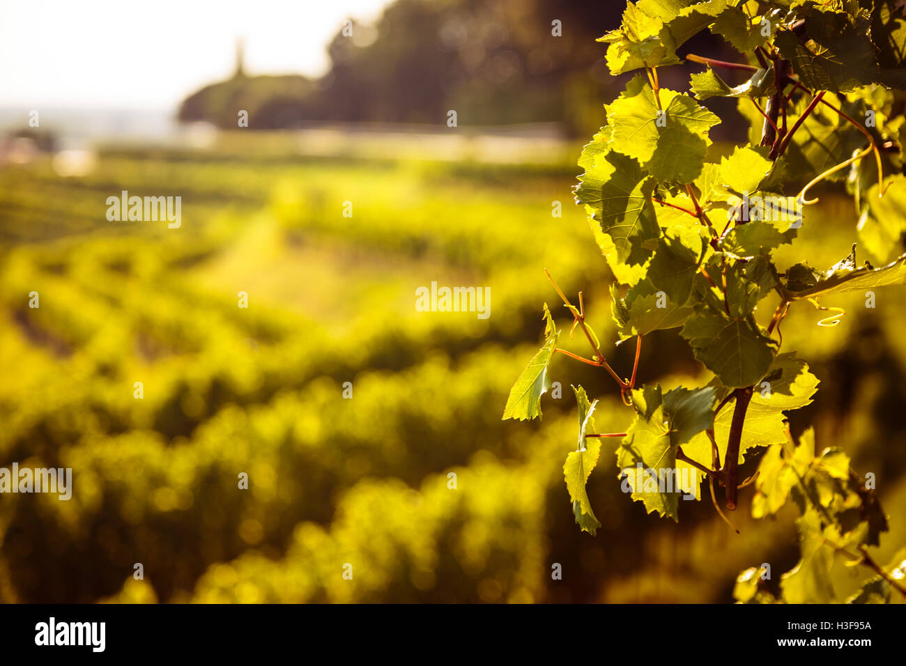 grapevine cultivation in the italian countryside in a stormy summer day ...