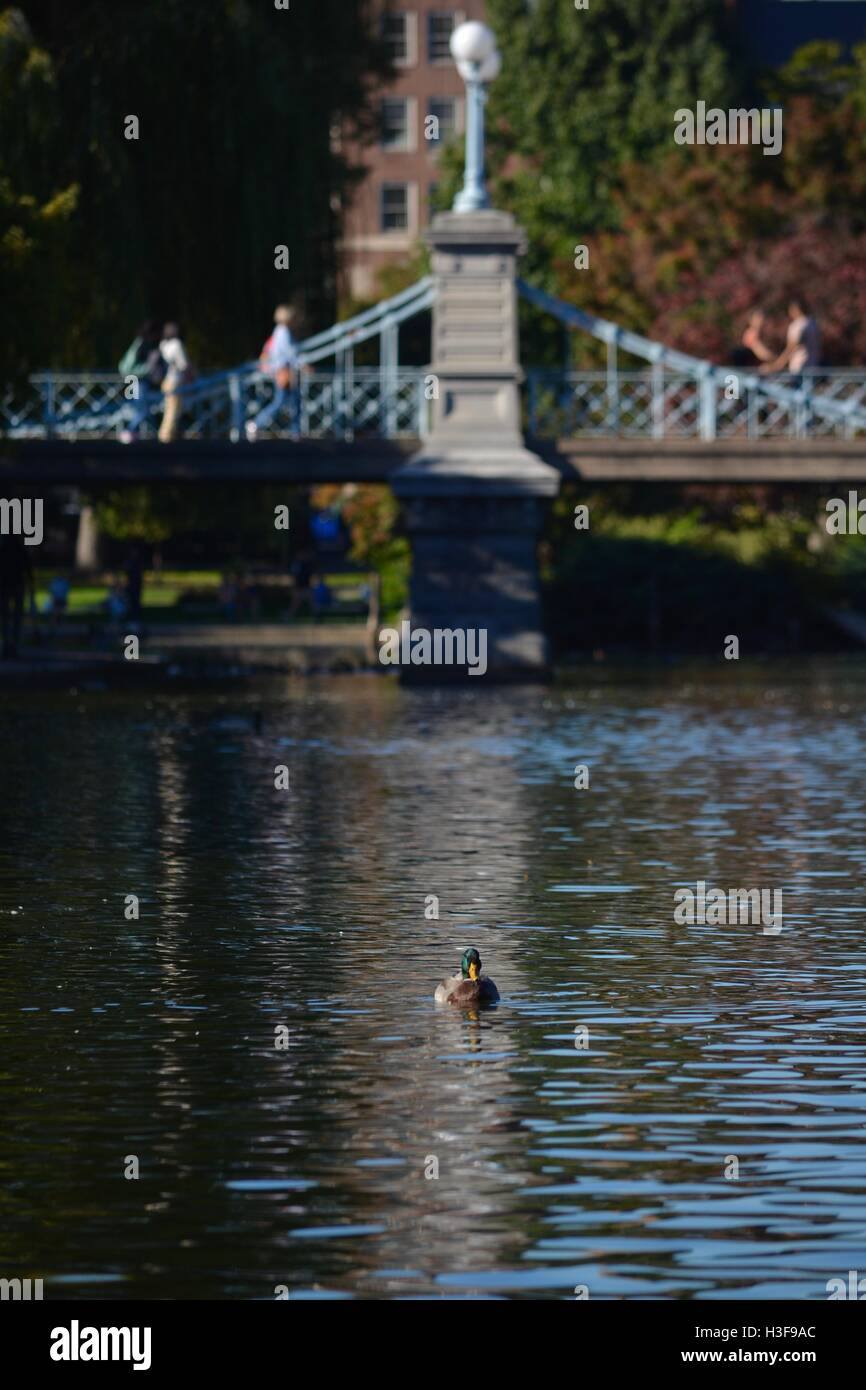 A duck in the Boston Public Garden Lagoon with the iconic footbridge ...