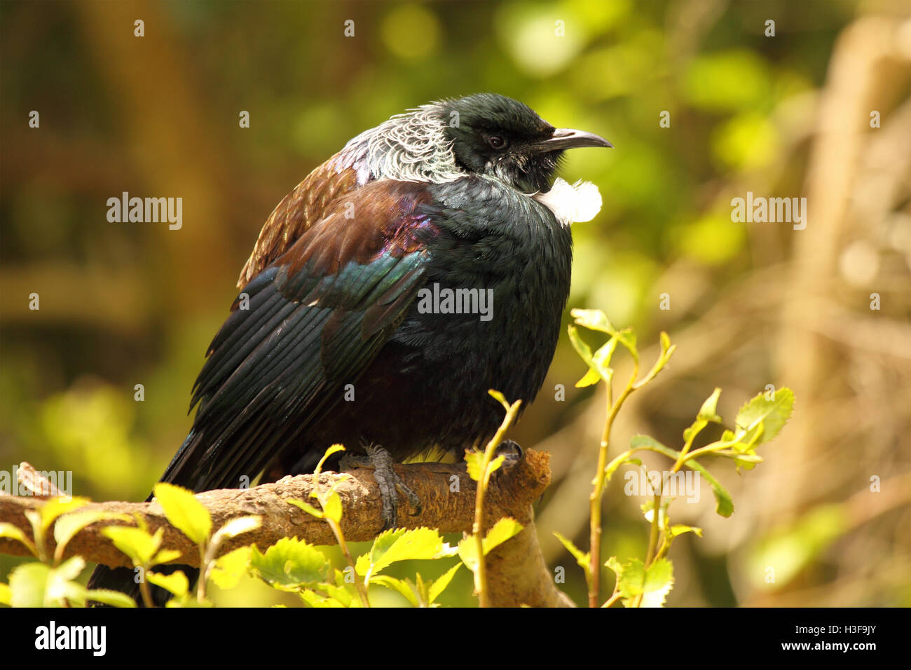 A portrait of a Tui with puffed up chest feathers Stock Photo - Alamy