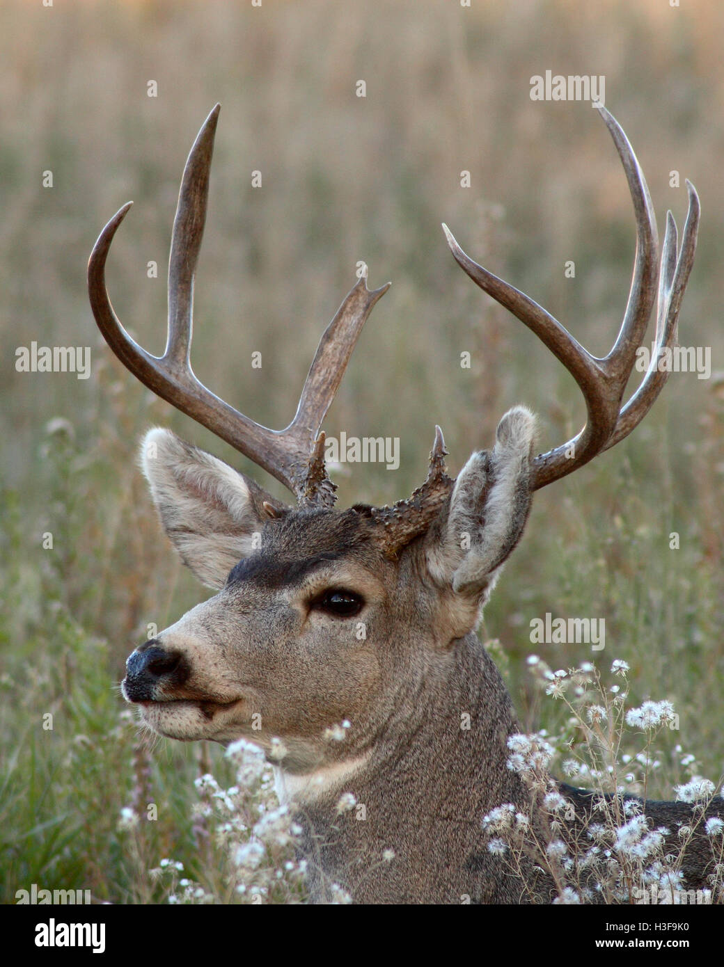 A large Mule Deer buck looking out from bed Stock Photo - Alamy