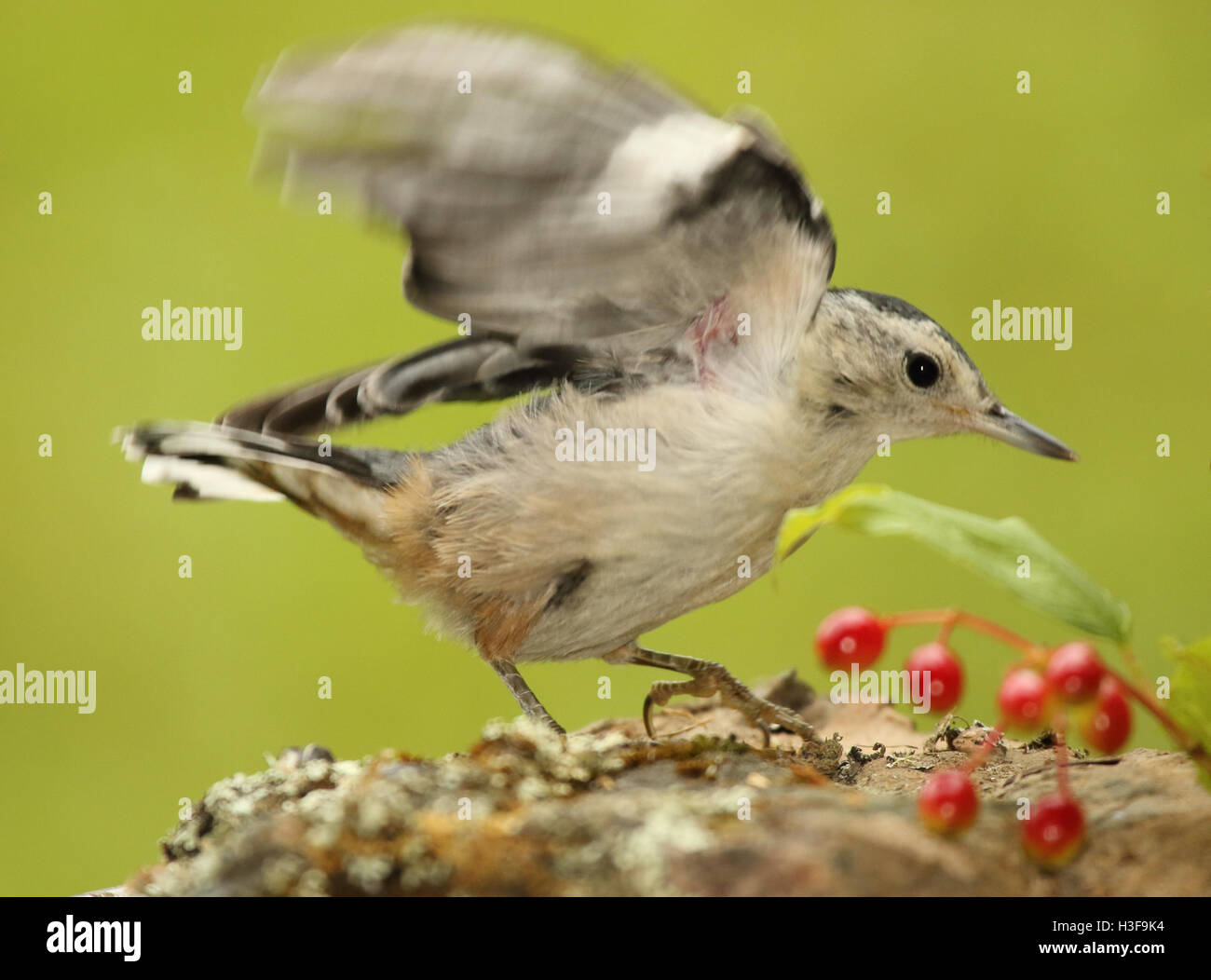 Flipping bird hi-res stock photography and images - Alamy