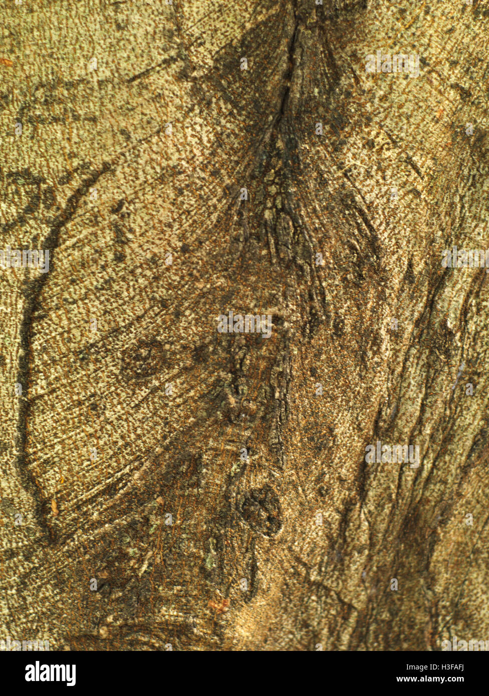 closeup shot of old and rugged weeping fig or ficus tree bark texture ...