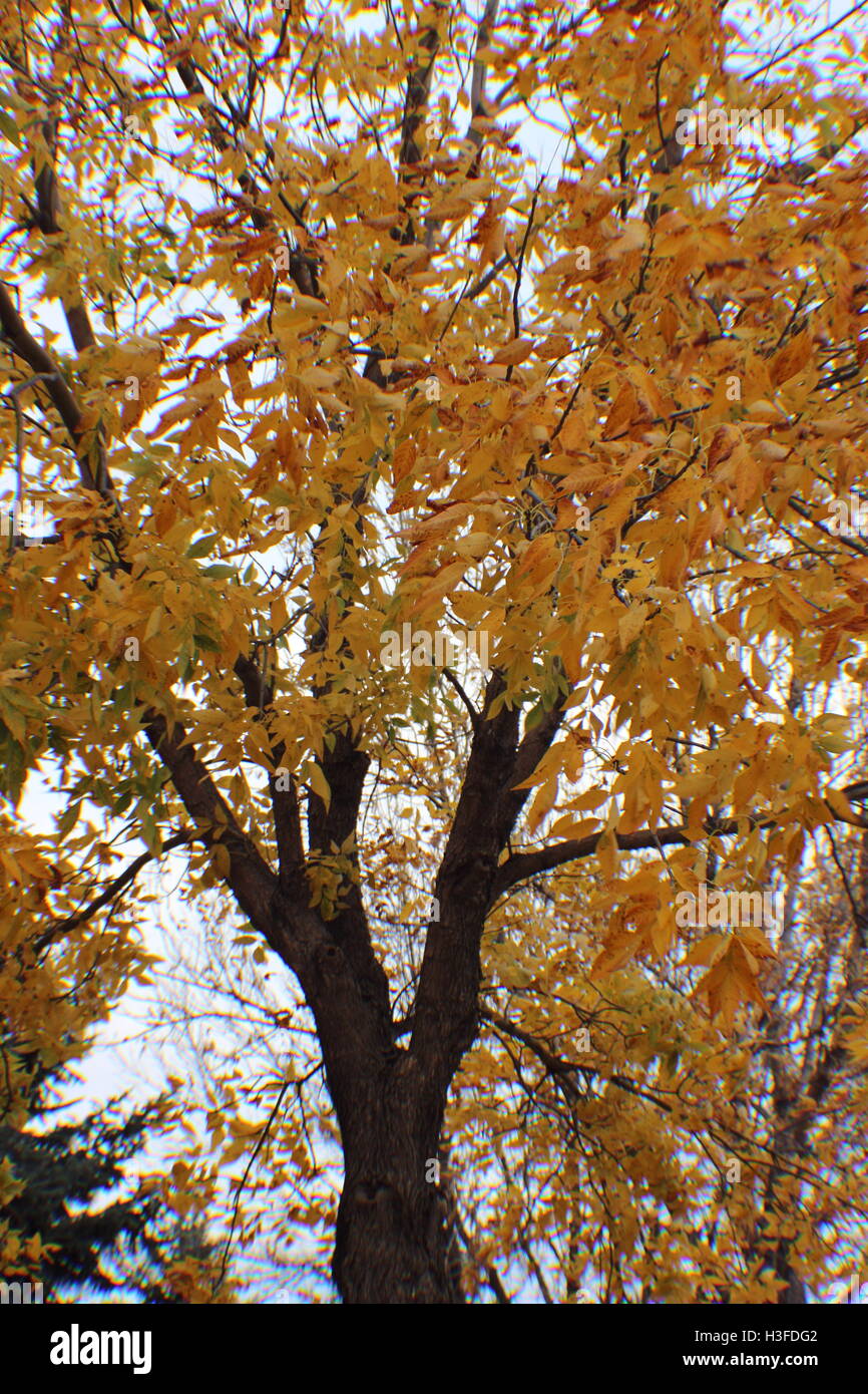 Fall tint hi-res stock photography and images - Alamy