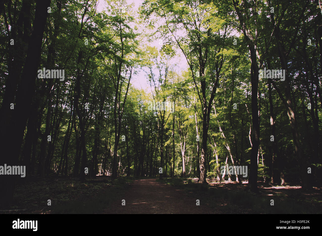Countryside walk with path winding through trees Vintage Retro Filter ...