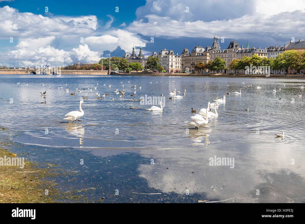 Copenhagen swan hi-res stock photography and images - Alamy