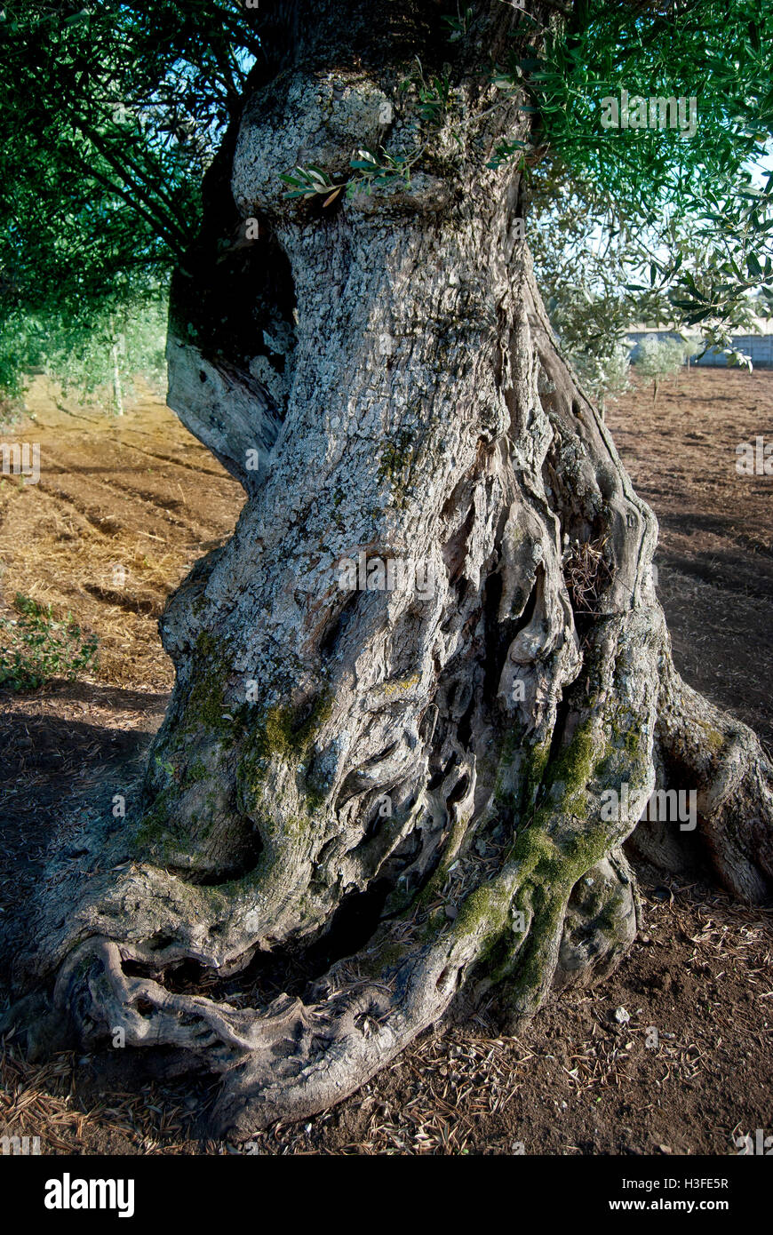 age-old trunk of olive tree Stock Photo - Alamy