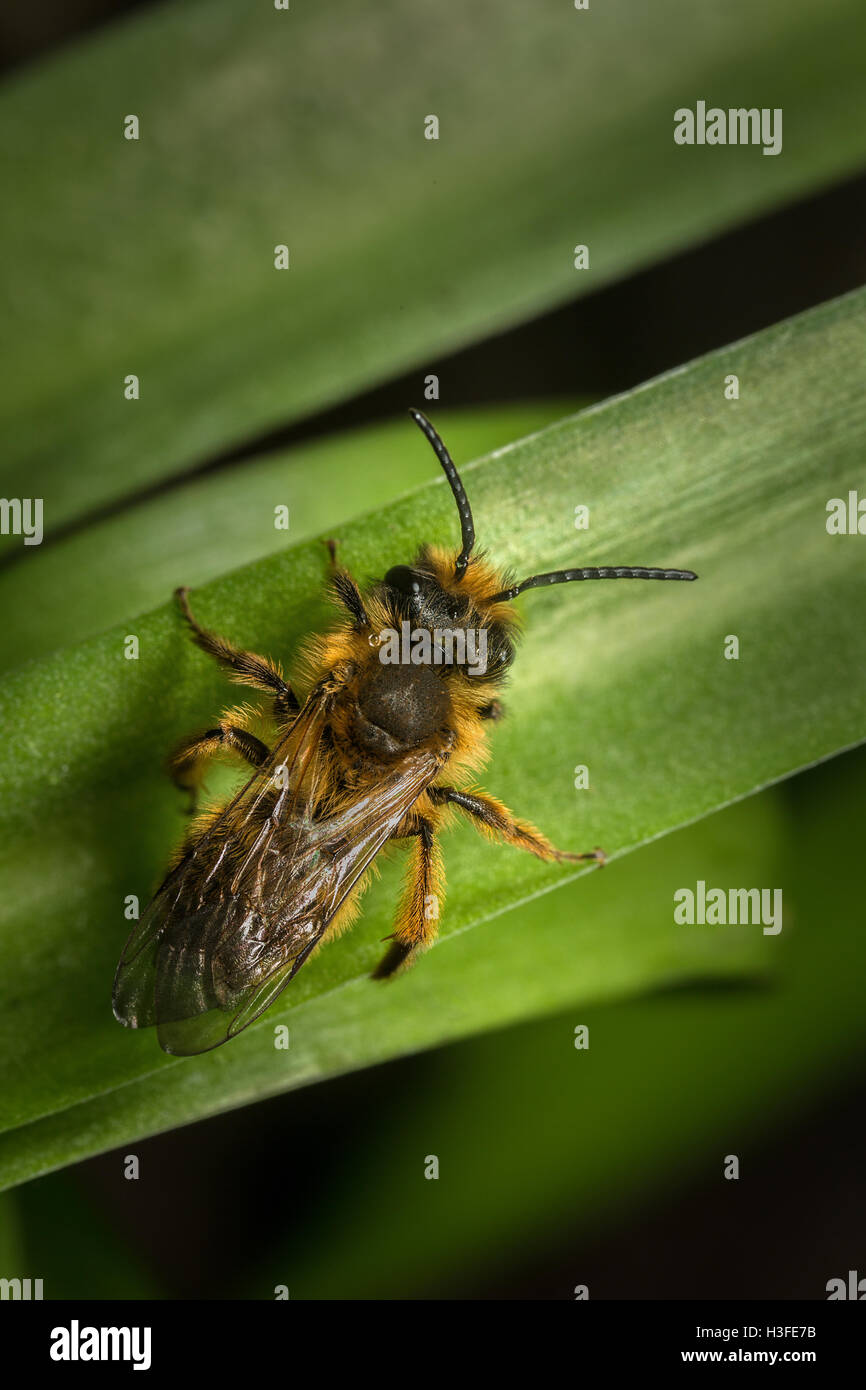 Male bee hi-res stock photography and images - Alamy