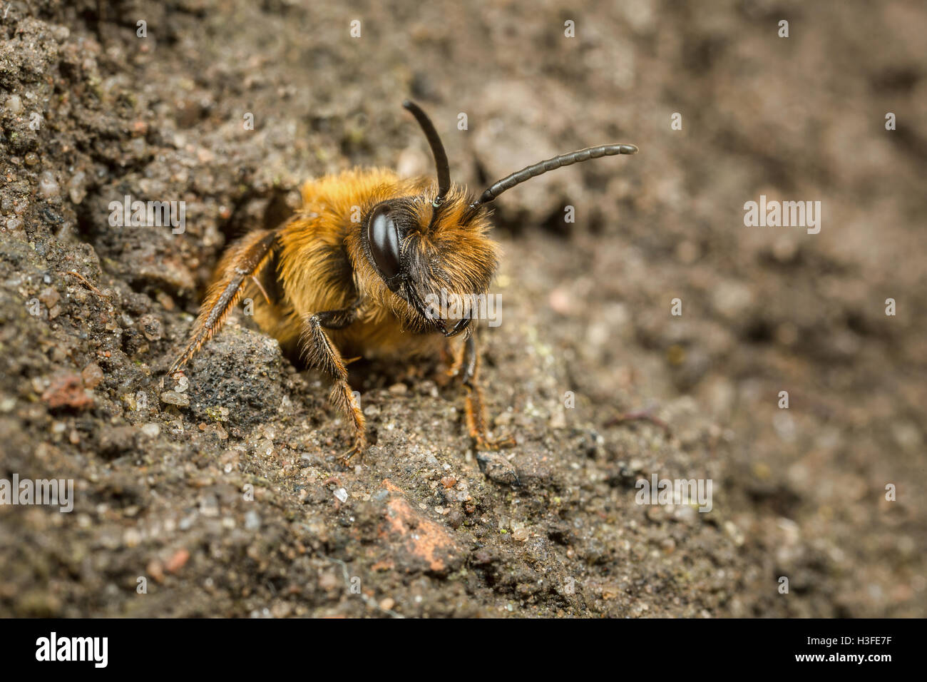 Bee nest hi-res stock photography and images - Alamy