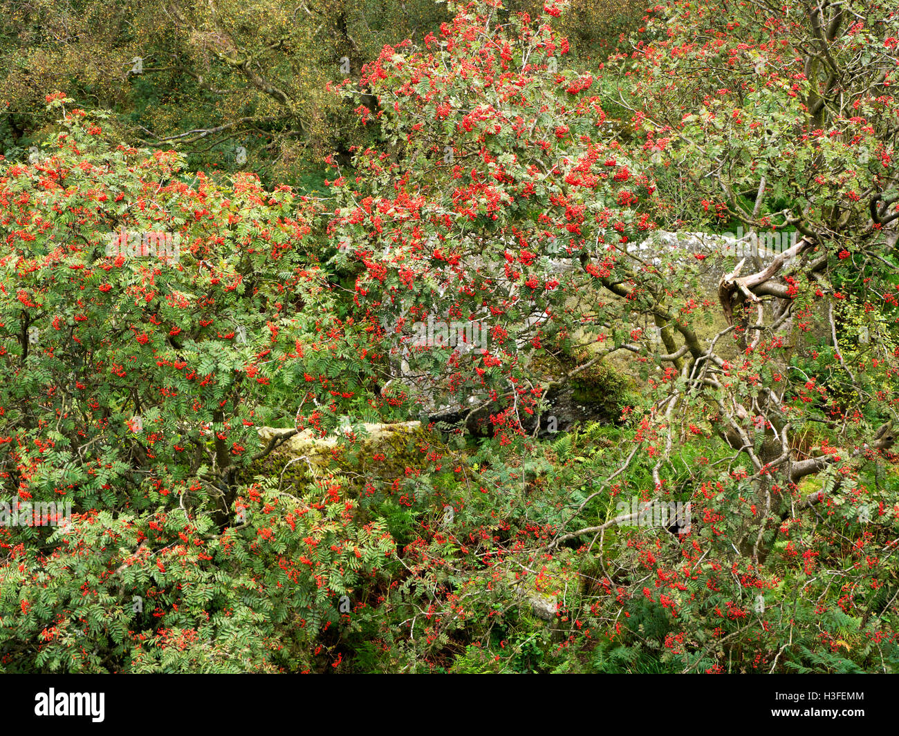 Red Berries on Rowan Trees at Brimham Rocks in Nidderdale North ...