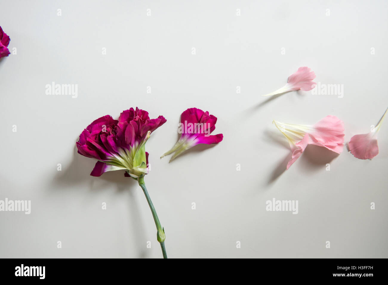 Pink carnation flowers still life Stock Photo - Alamy